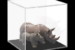 Custom clear acrylic model animal display case, perspex display box